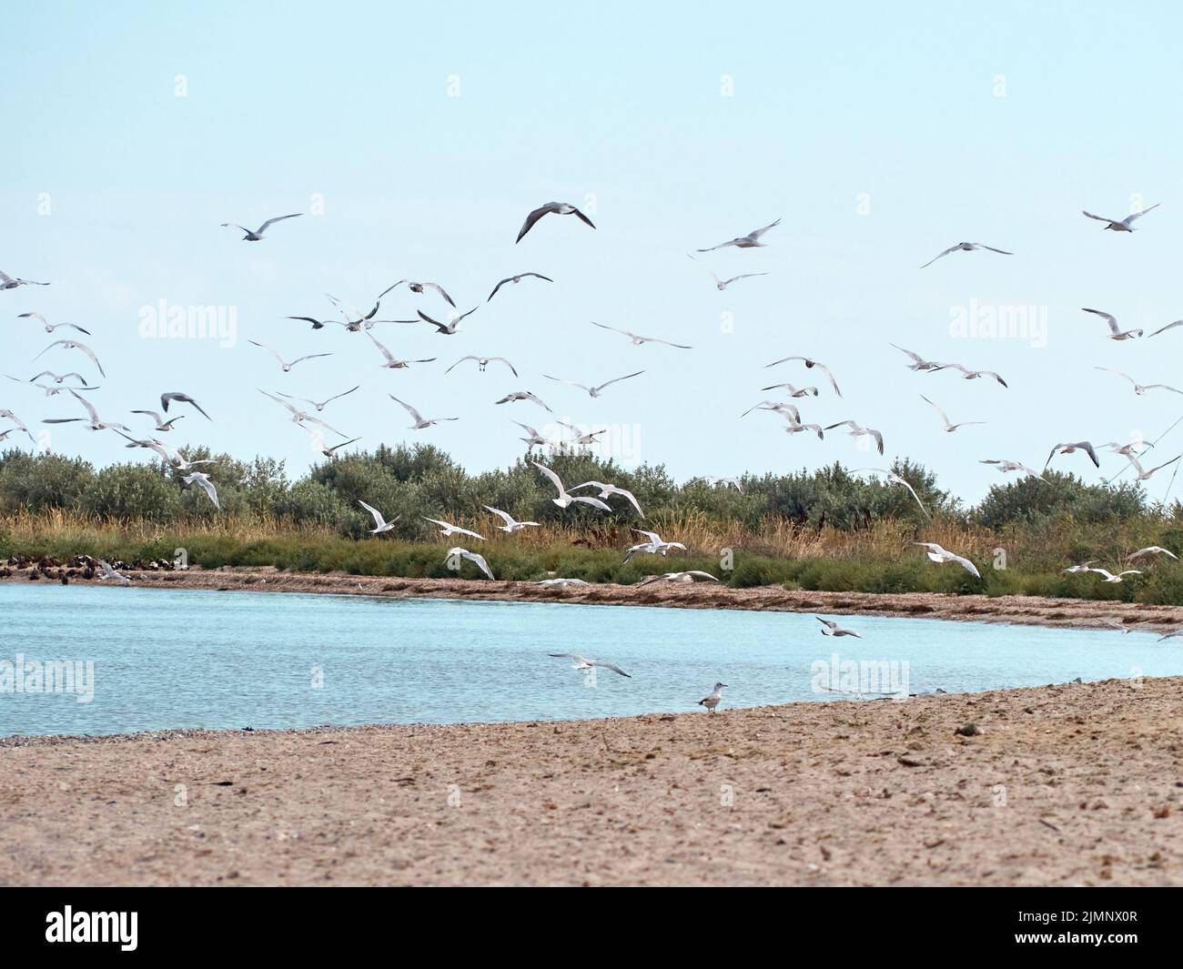 A flock of seagulls flies over the beach. Kinburn spit, Mykolaiv region ...