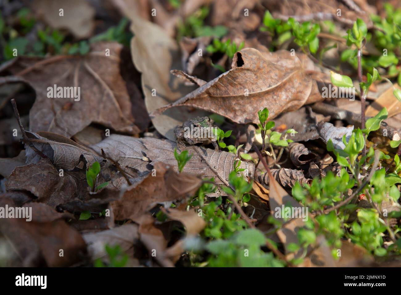 Northern cricket frog (Acris crepitans) sitting still on the ground ...
