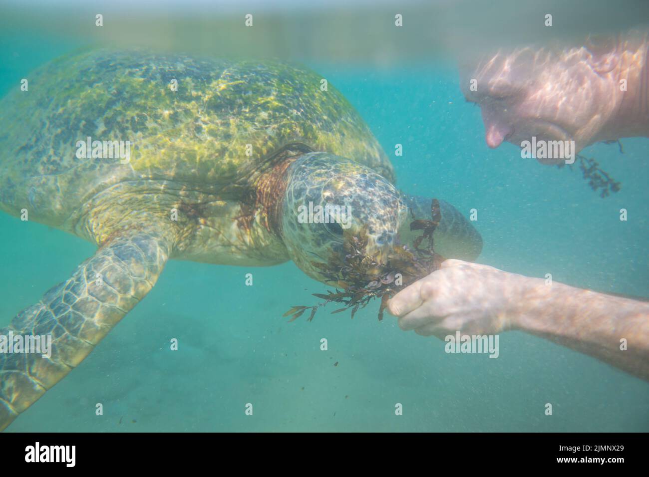 Turtle and boy Stock Photo - Alamy