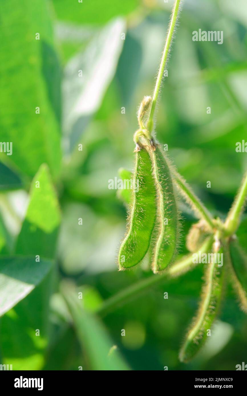 Glycine max forage and technical culture in the field. Agricultural ...