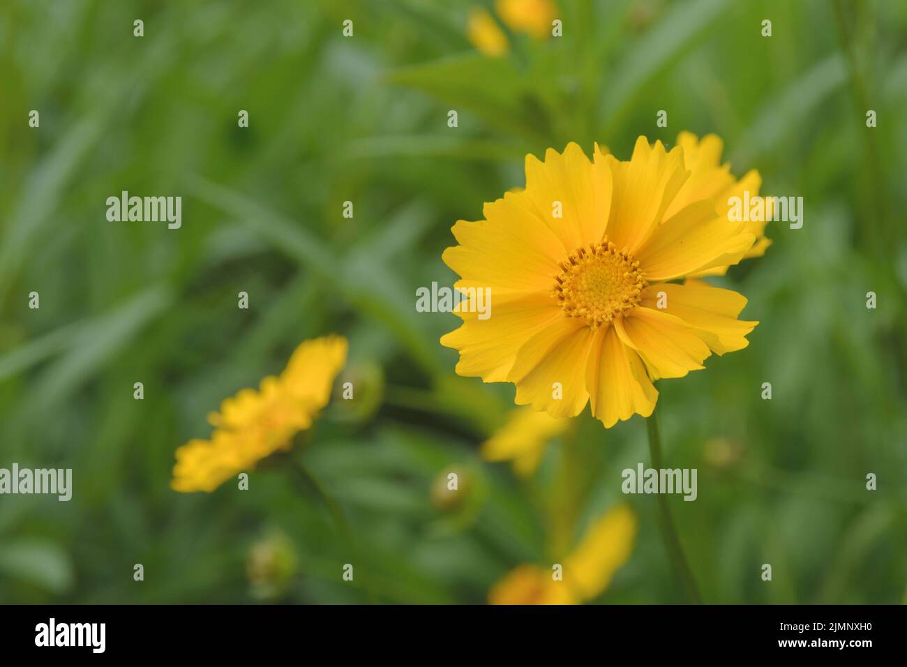 Bright yellow cosmos flowers sulfur-yellow Cosmos sulphureus. Beautiful ...