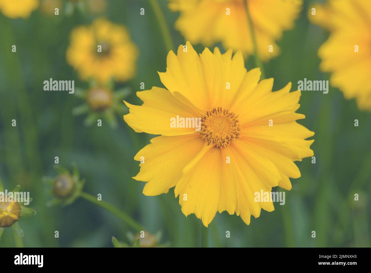 Bright yellow cosmos flowers sulfur-yellow Cosmos sulphureus. Beautiful ...