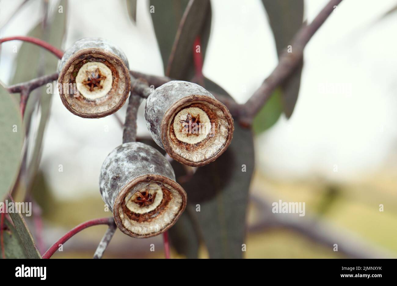Australian native plant hi-res stock photography and images - Alamy