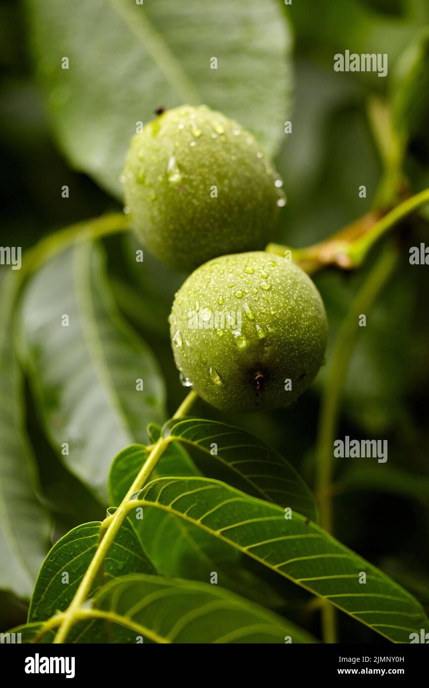 Greek Nuts Still Have Not Ripened On The Tree. Green walnuts growing on ...