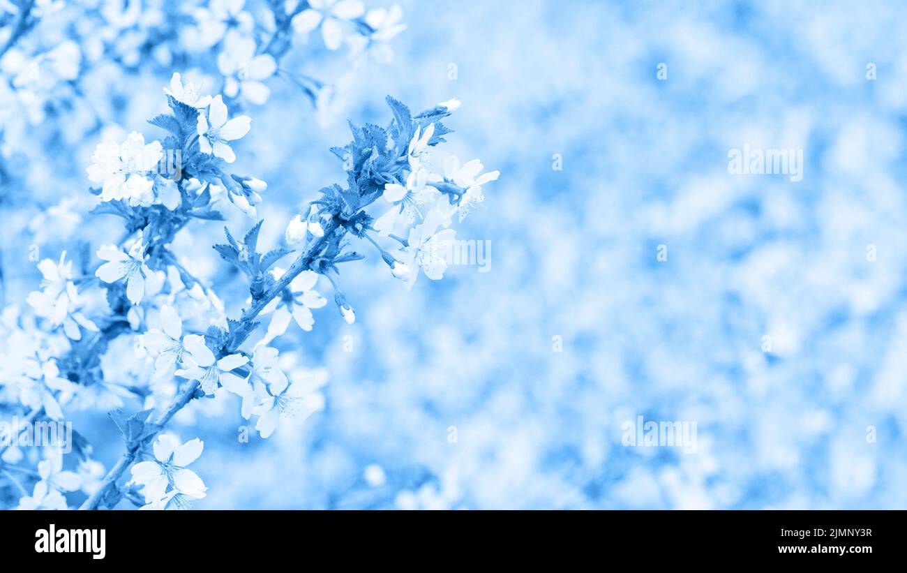 Classic blue, toned image. Branch with blossoms Sakura. Abundant ... Classic blue, toned image. Branch with blossoms Sakura. Abundant ...