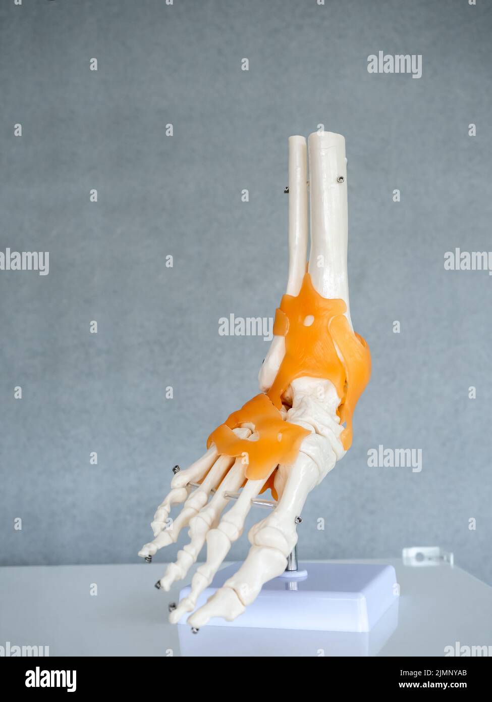 Close-up white human anatomy model of right foot on shelf on grey ...