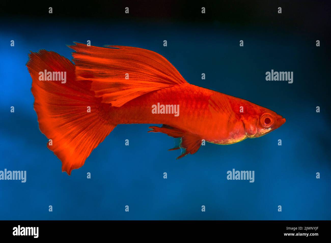 The Full Red Albino Guppy (Poecilia reticulata var. "Full Red Albino ...