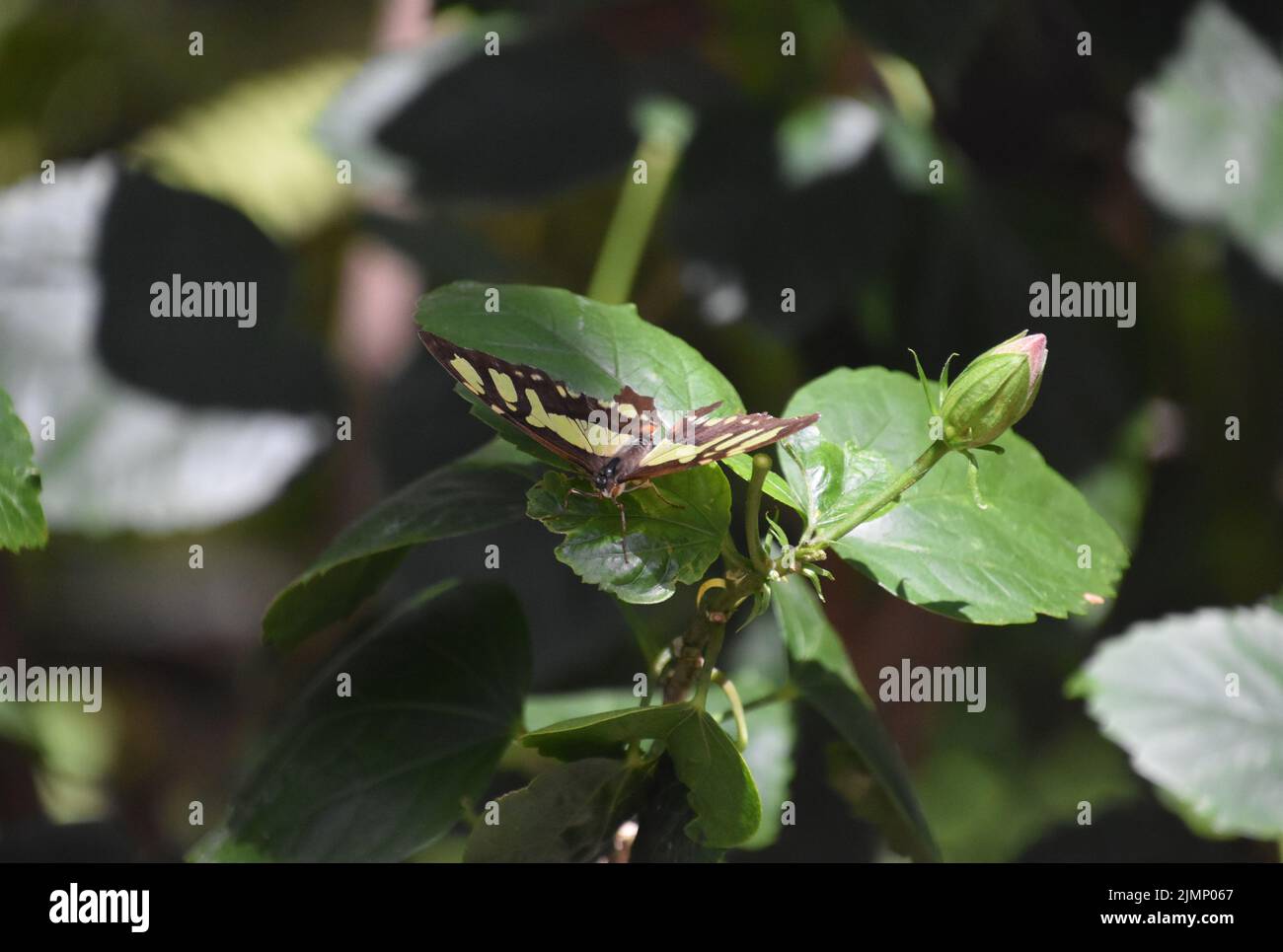 Green and black butterfly with wings spread in a garden Stock Photo - Alamy