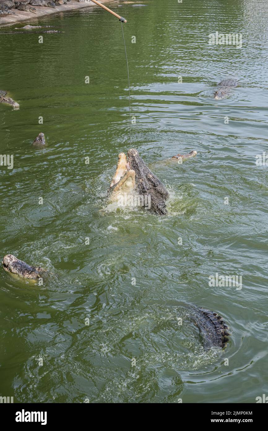 The One Million years Stone Park in Pattaya Thailand Stock Photo - Alamy
