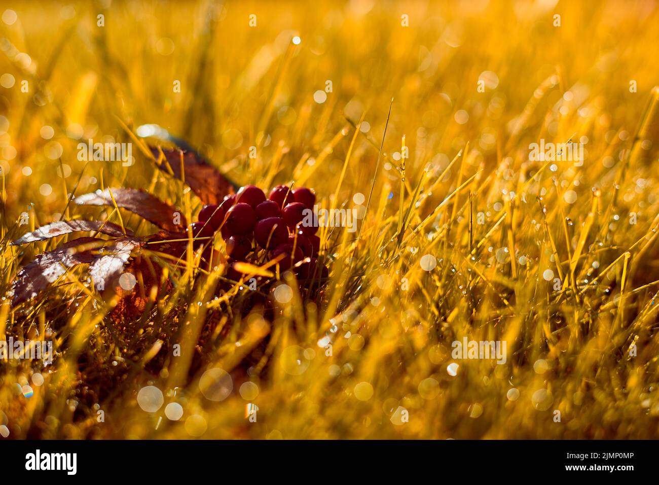 Field autumn morning sunshine hi-res stock photography and images - Alamy