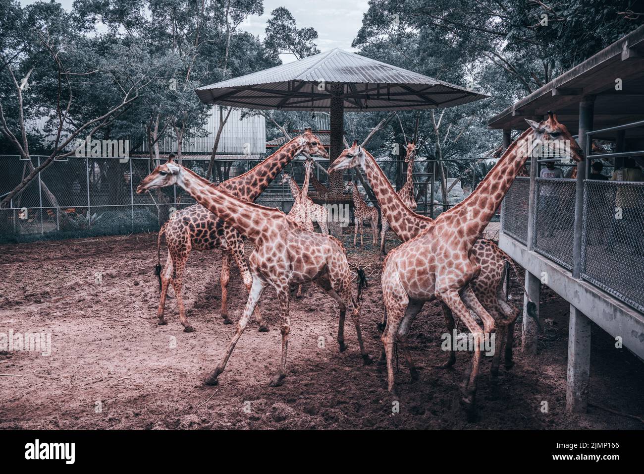 The One Million years Stone Park in Pattaya Thailand Stock Photo - Alamy