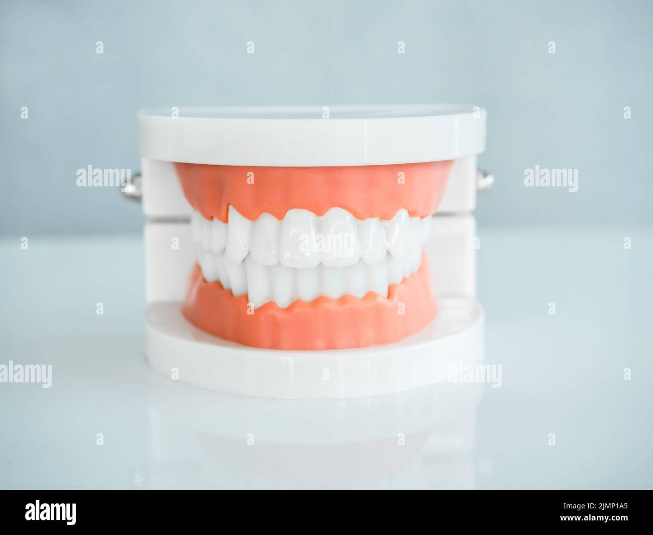 Close up of denture tooth, front view ,acrylic human jaw model on white ...