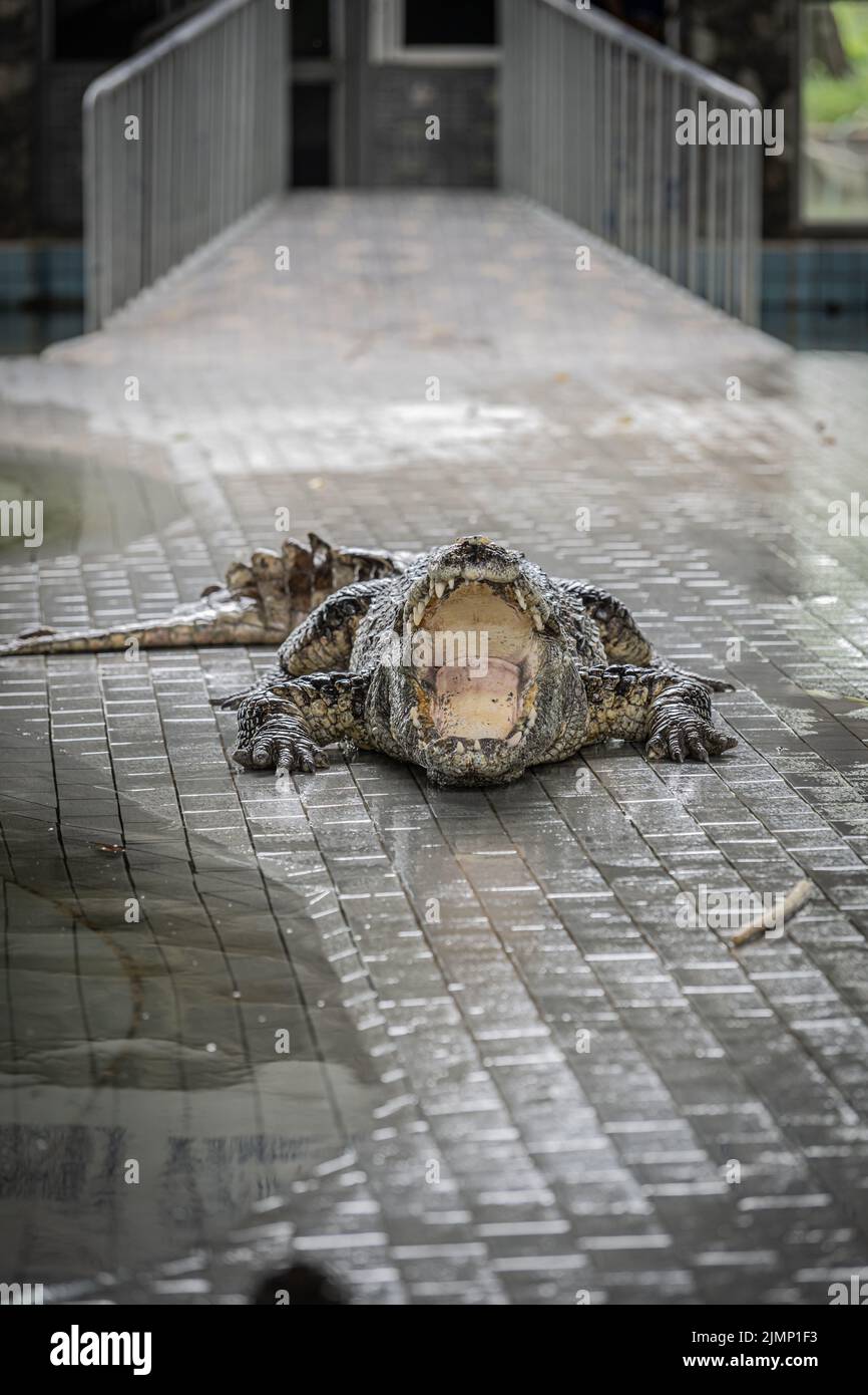 The One Million years Stone Park in Pattaya Thailand Stock Photo - Alamy
