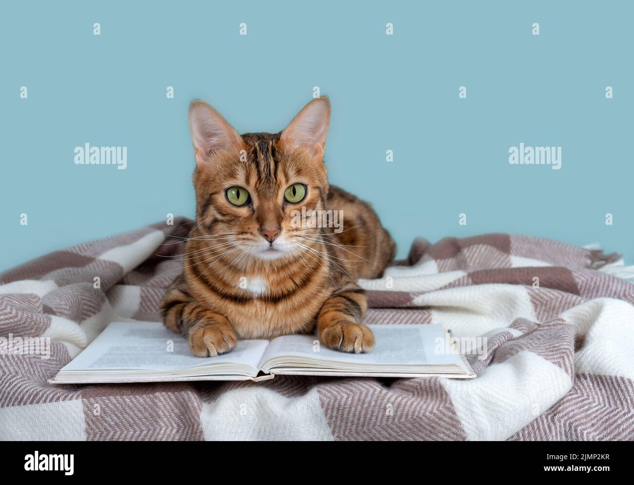 Open book and bengal cat on a plaid blanket Stock Photo - Alamy