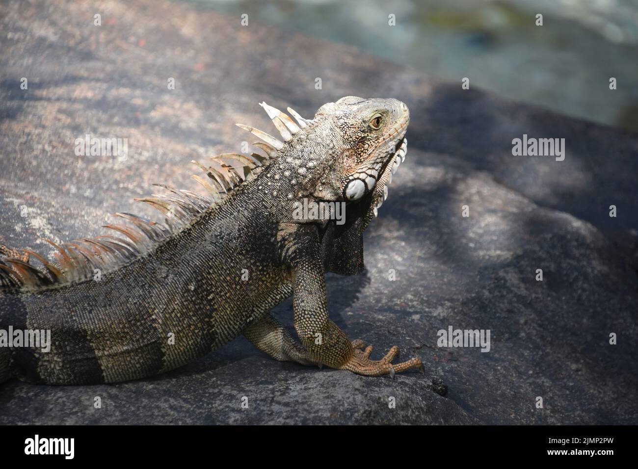 Fantastic capture of a grey lizard with orange tipped spikes on a rock ...