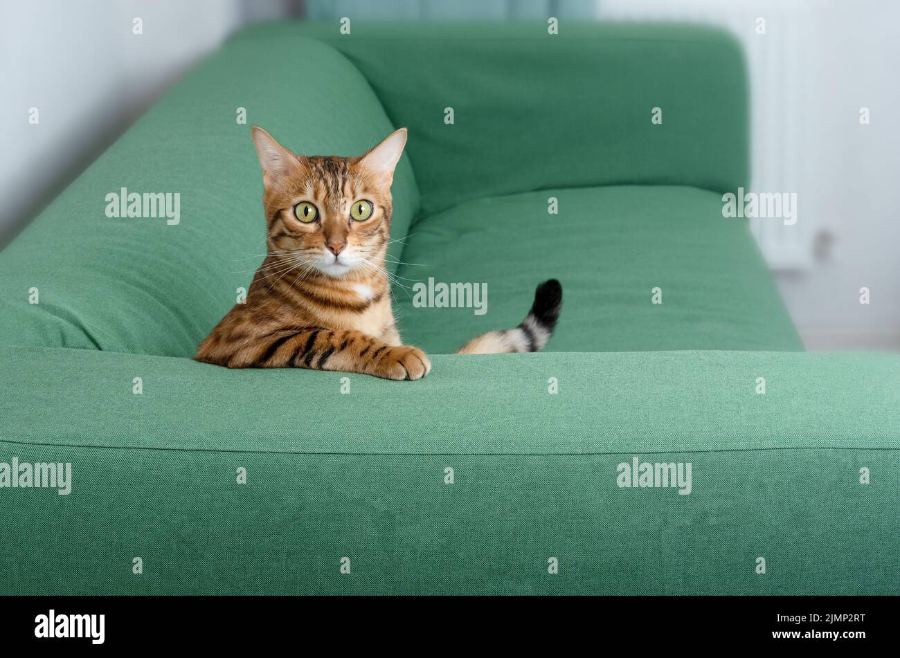 Funny bengal cat sitting on the sofa in the room Stock Photo - Alamy