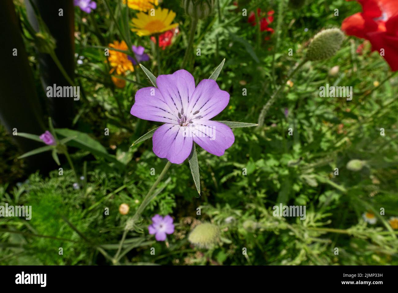 Common Corncockle Agrostemma Githago Hi Res Stock Photography And