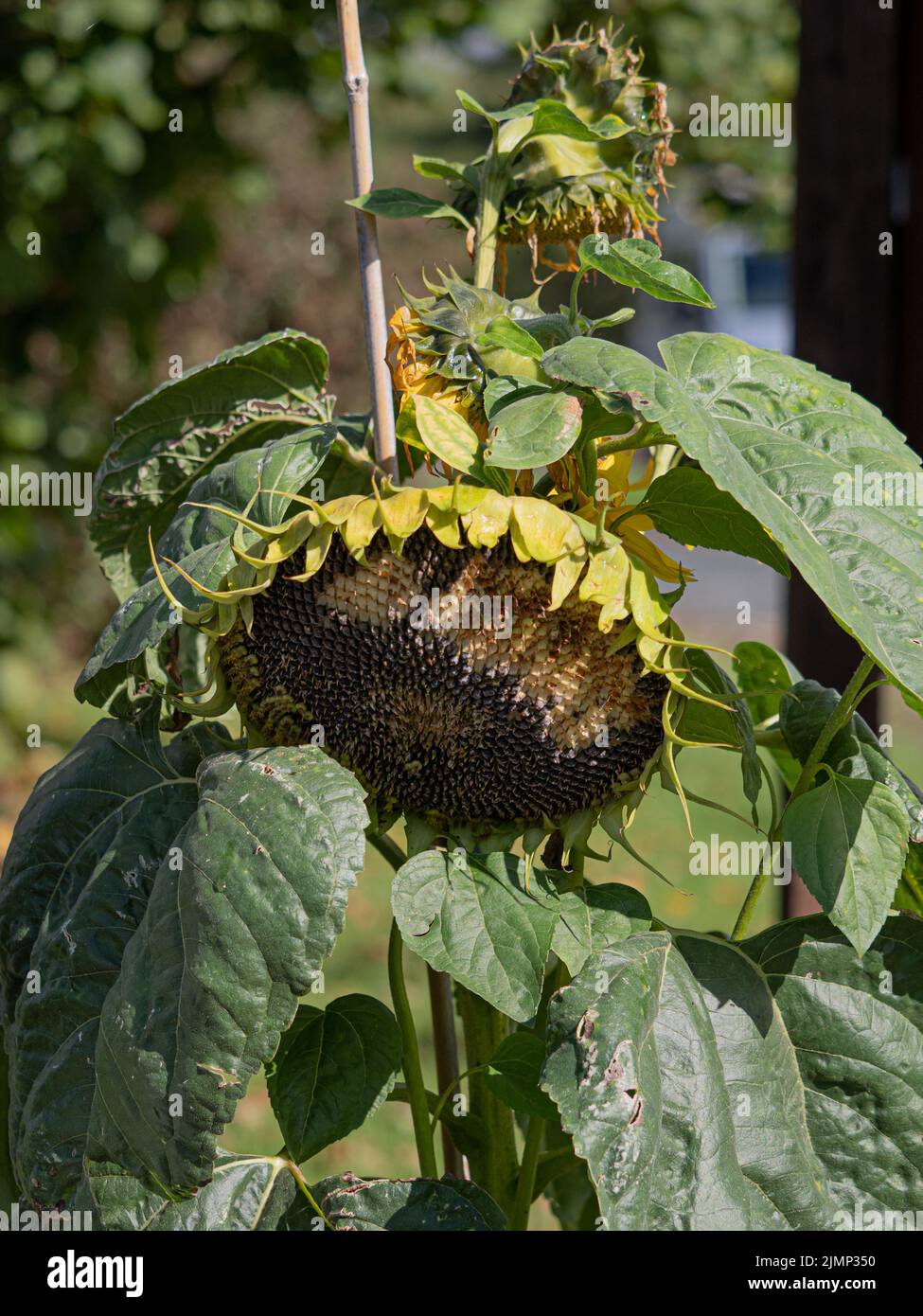 Sunflower seeds in sunflower head hi-res stock photography and images ...