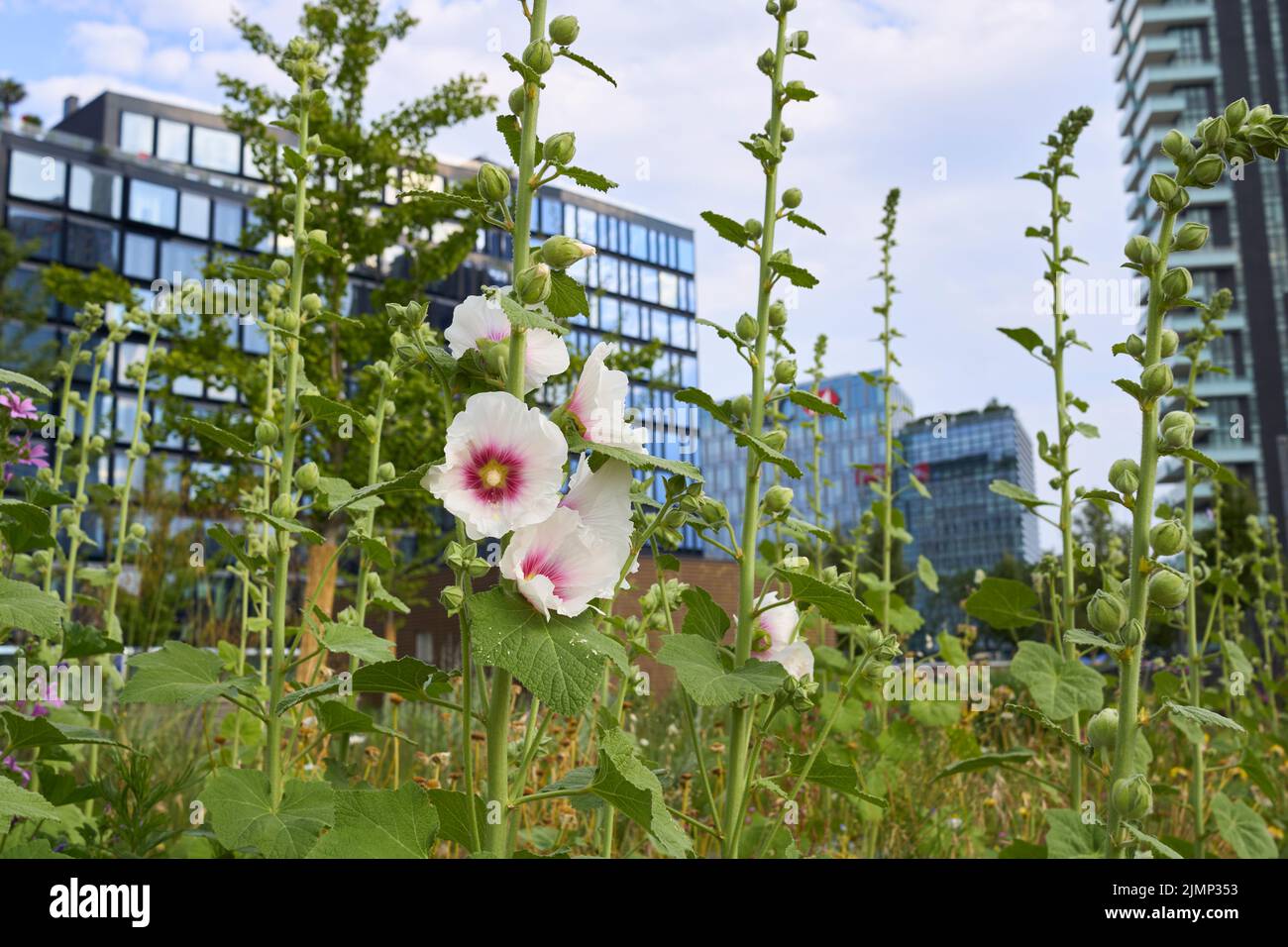 Alcea rosea colorful flowers Stock Photo - Alamy