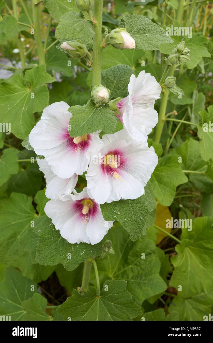 Fresh alcea rosea hi-res stock photography and images - Alamy