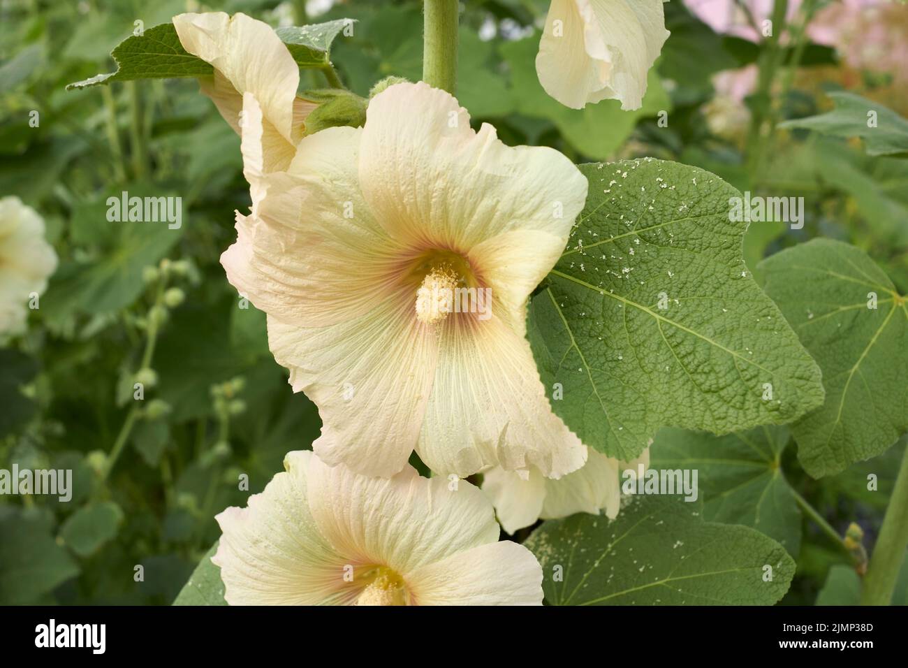 Pink hollyhock flowers althaea rosea hi-res stock photography and ...