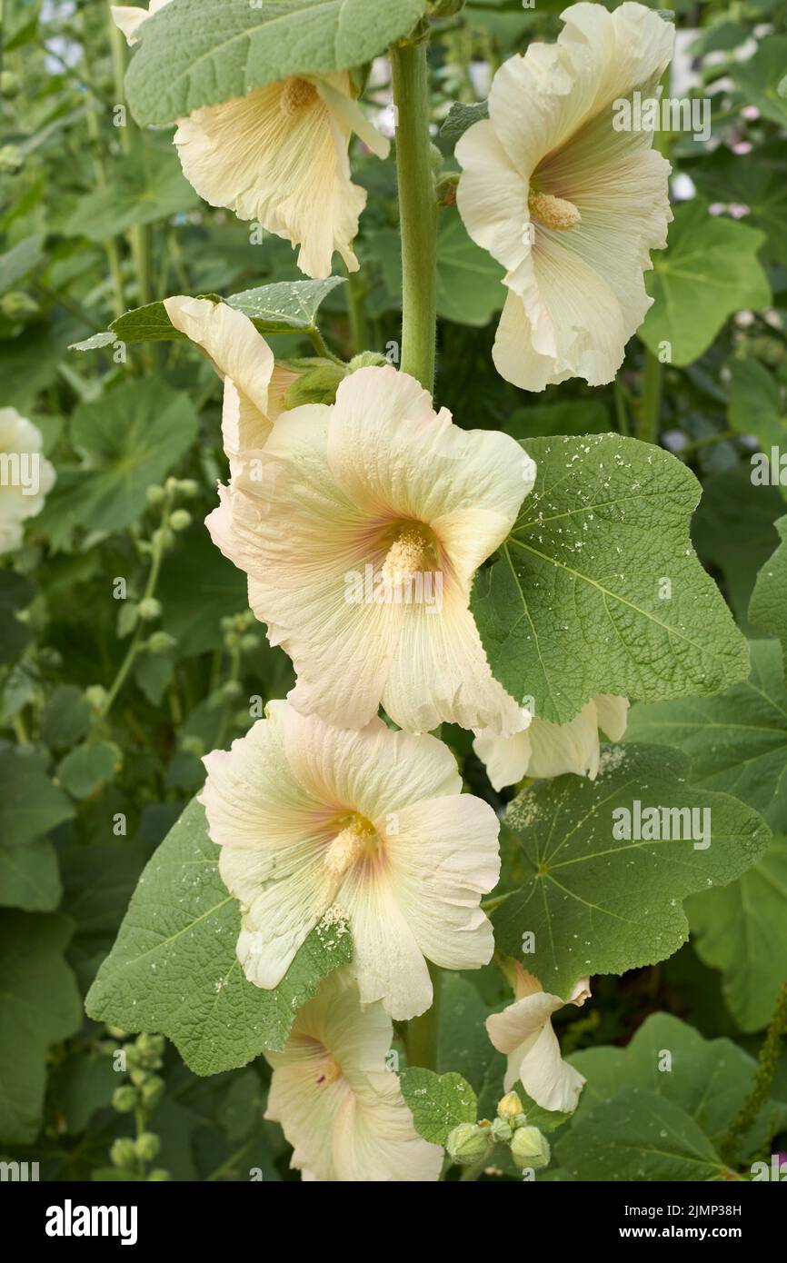 Alcea rosea colorful flowers Stock Photo - Alamy