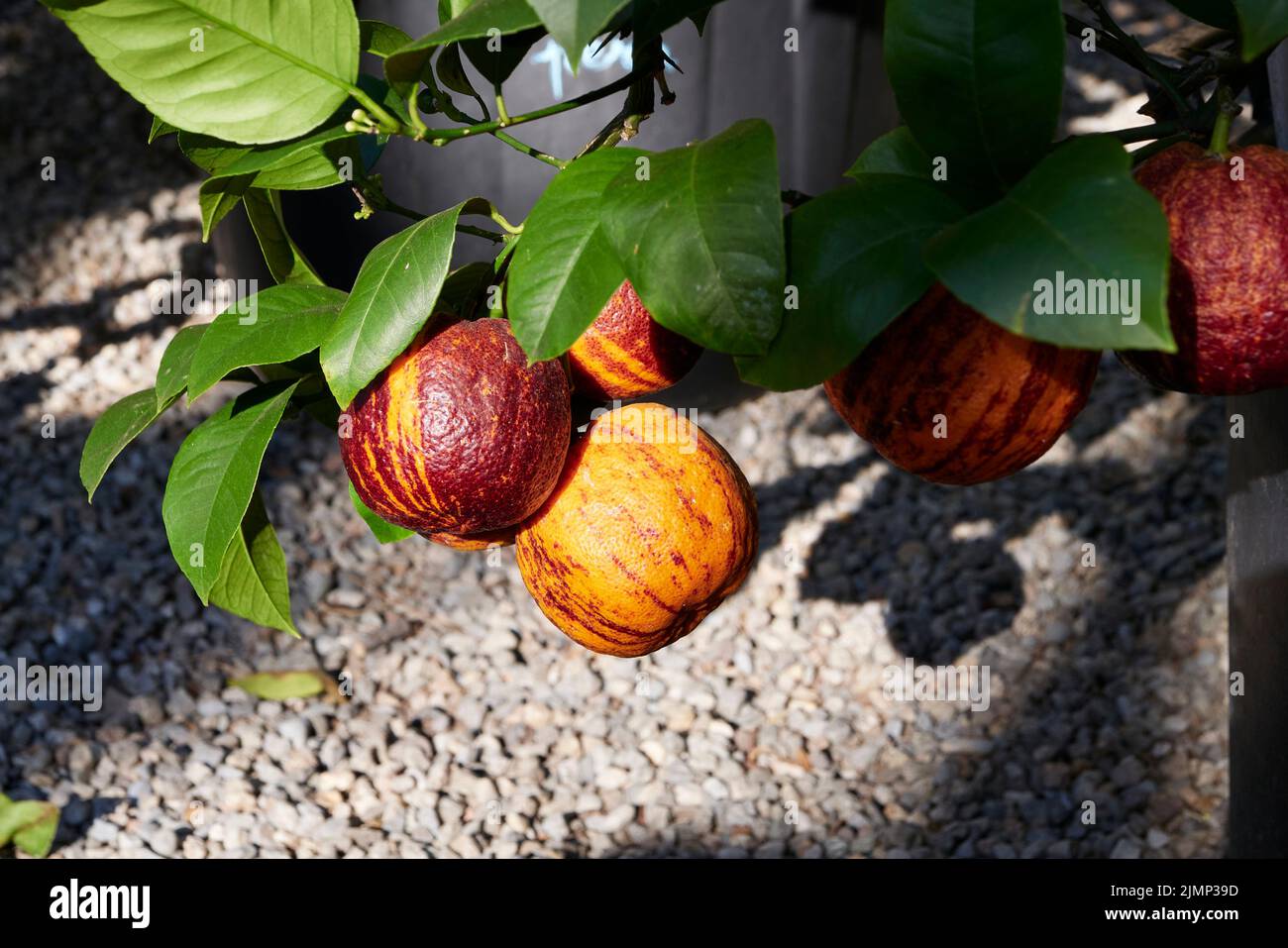 Citrus arcobal fruit close up Stock Photo - Alamy