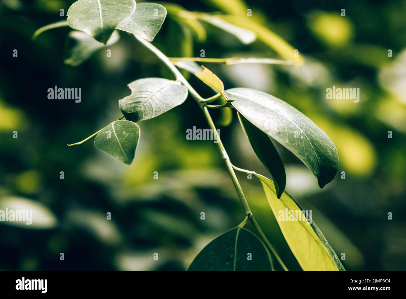 Beautiful green plants Stock Photo - Alamy