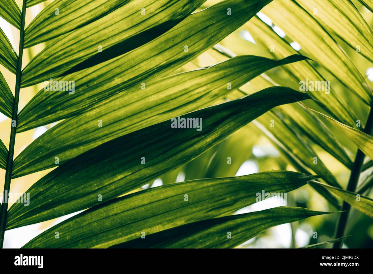 Palm branch hi-res stock photography and images - Alamy