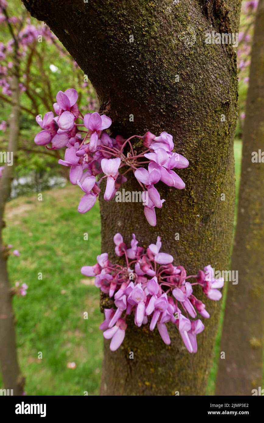 Cercis siliquastrum in boom Stock Photo - Alamy
