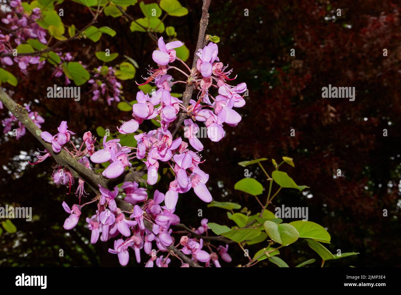 Cercis siliquastrum bud hi-res stock photography and images - Alamy