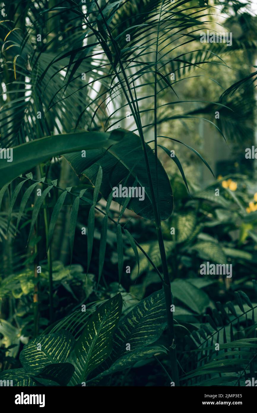 Beautiful green plants Stock Photo - Alamy