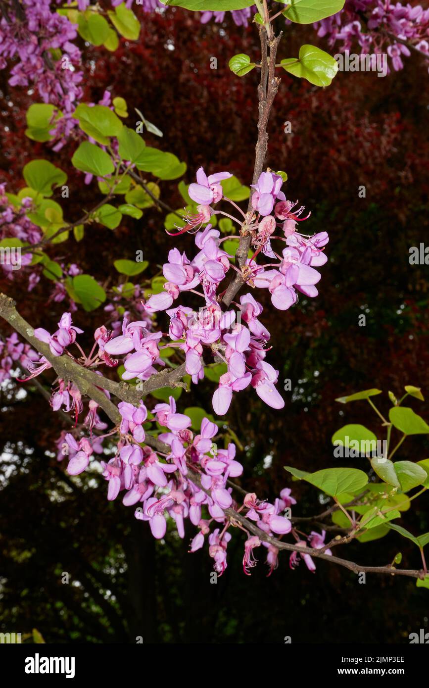 Cercis siliquastrum bud hi-res stock photography and images - Alamy