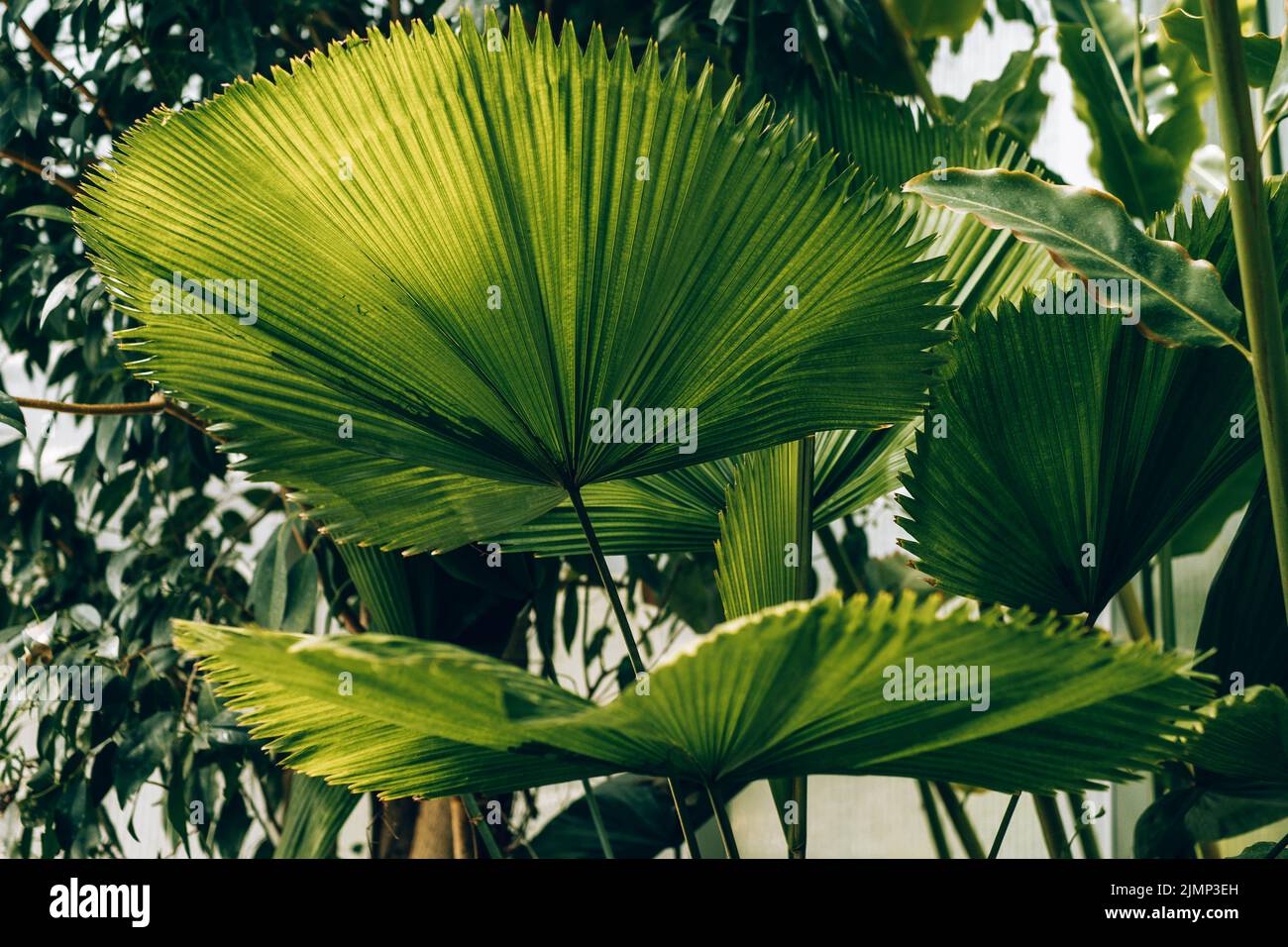 Pritchardia pacifica, Pritchardia pacifica ,Pritchardia or palm plant ...