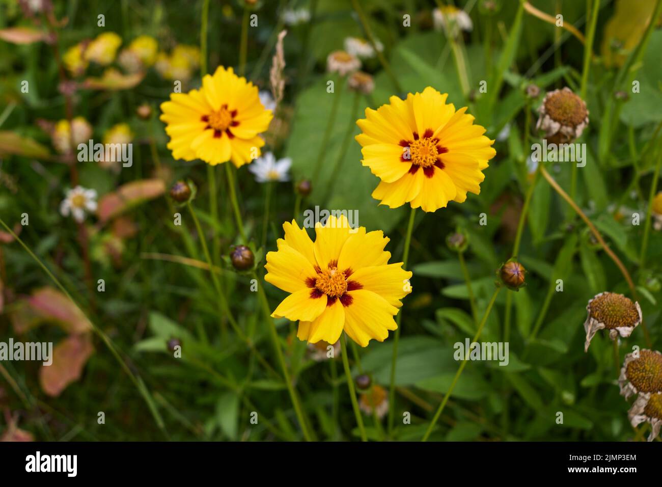 Coreopsis grandiflora flower close up Stock Photo - Alamy