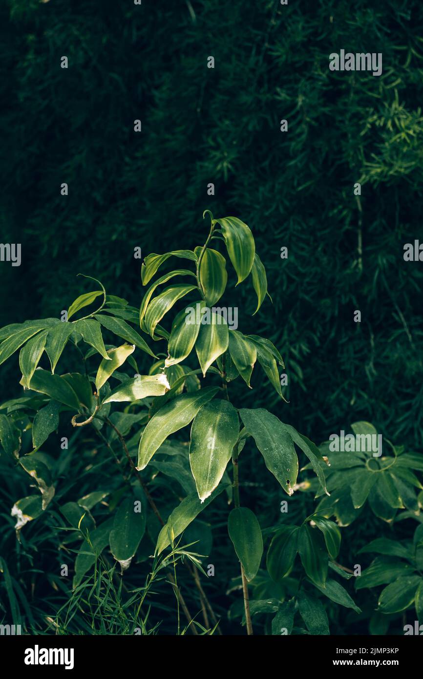 Beautiful green plants Stock Photo - Alamy