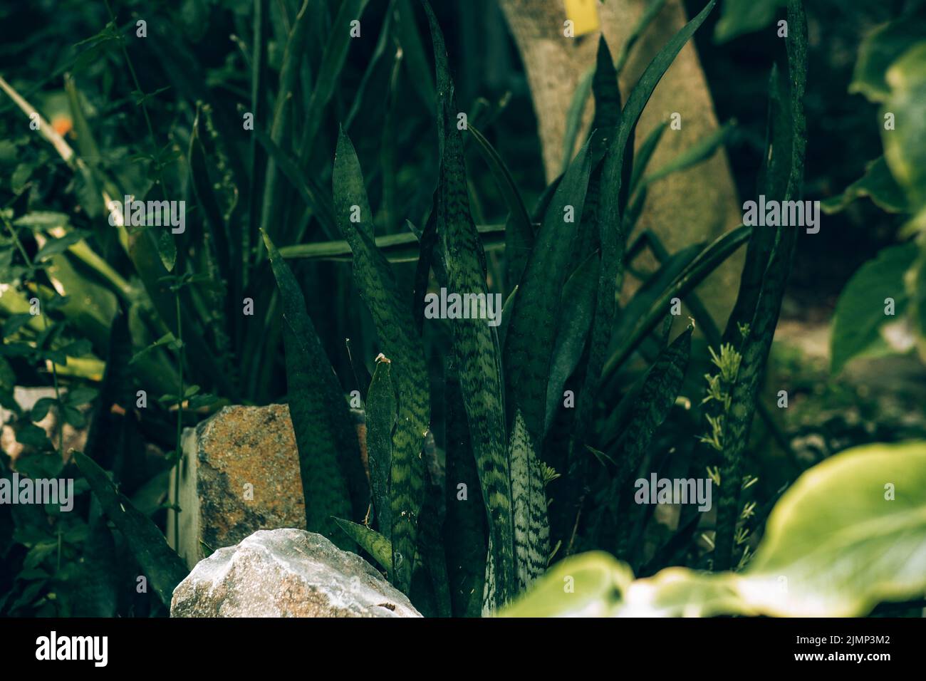 Beautiful green plants Stock Photo - Alamy