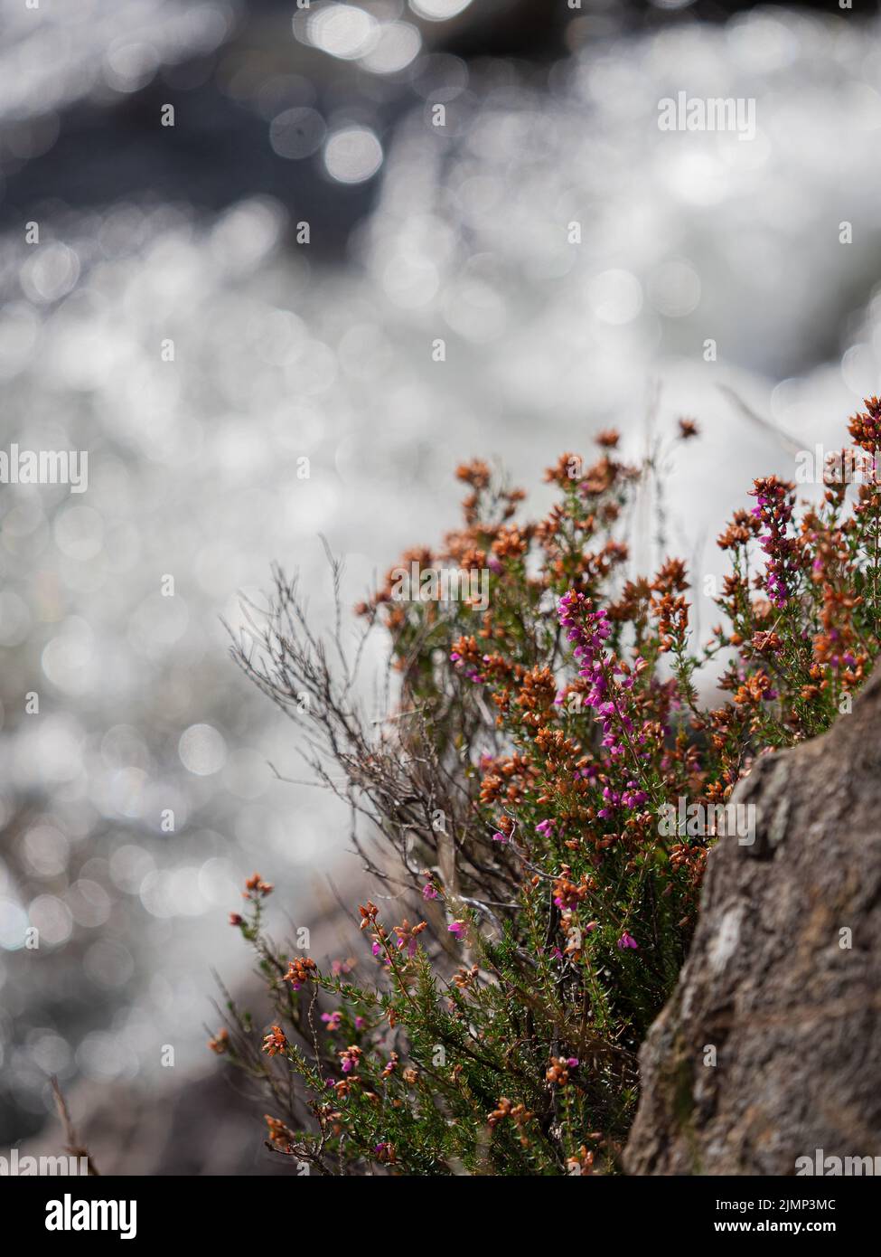 Wild flowers and waterfall, Scafell Pike, Lake District Stock Photo - Alamy
