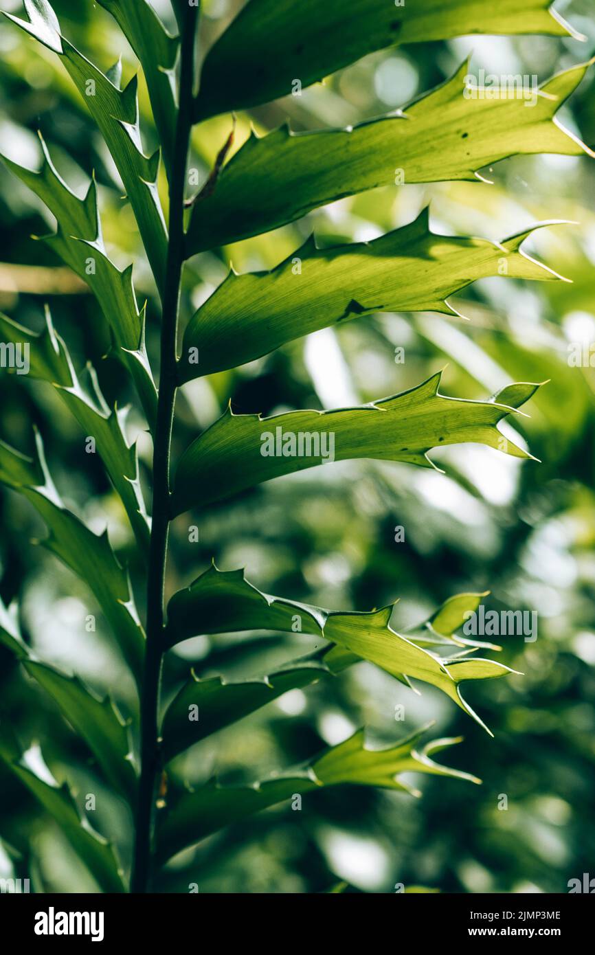 Beautiful green plants Stock Photo - Alamy