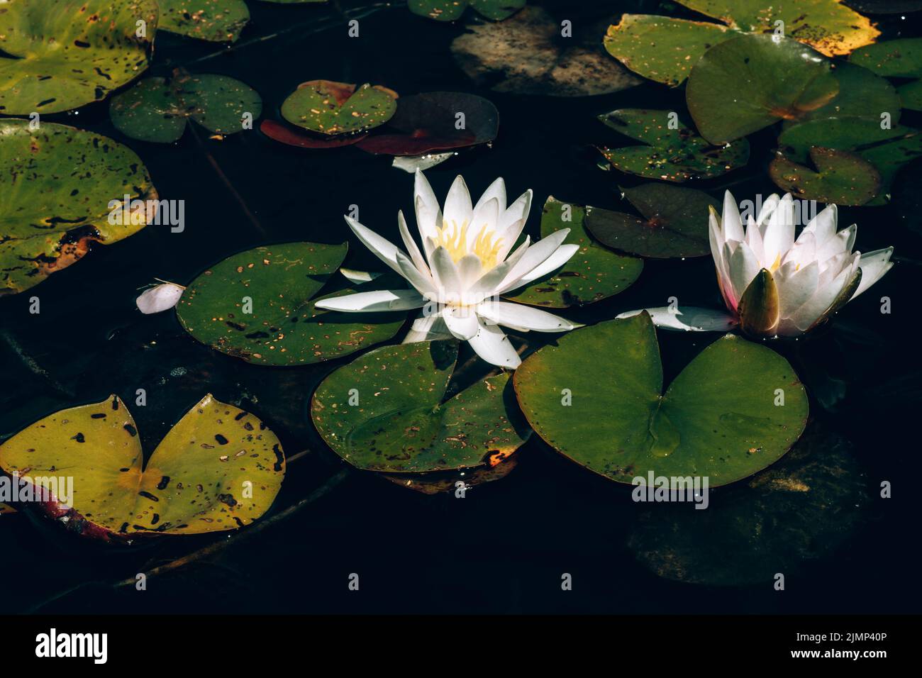 Nymphaea tetragona leaf hi-res stock photography and images - Alamy