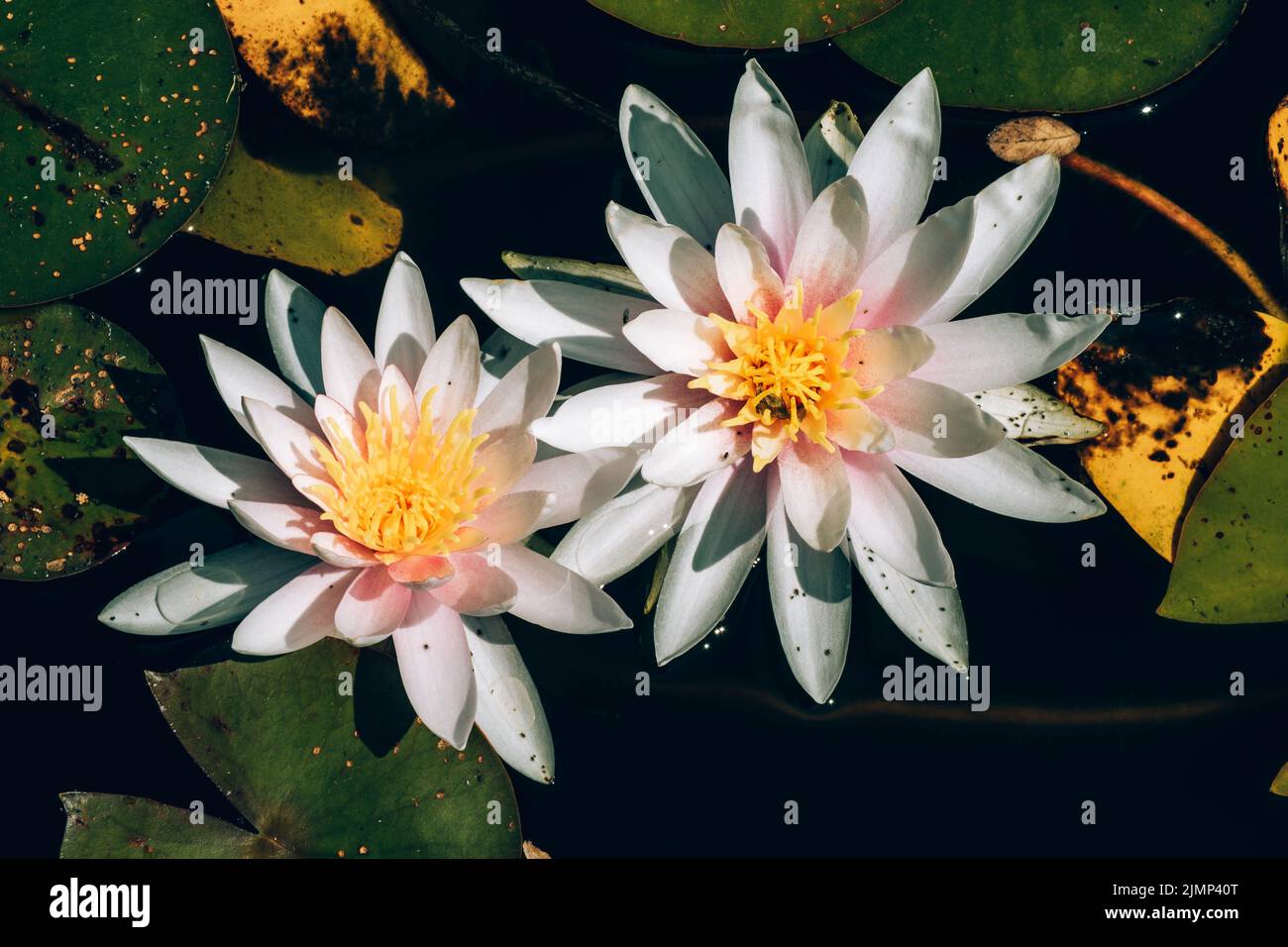 Beautiful blossom of white Nymphaea tetragona, saw in Slovakia Stock ...