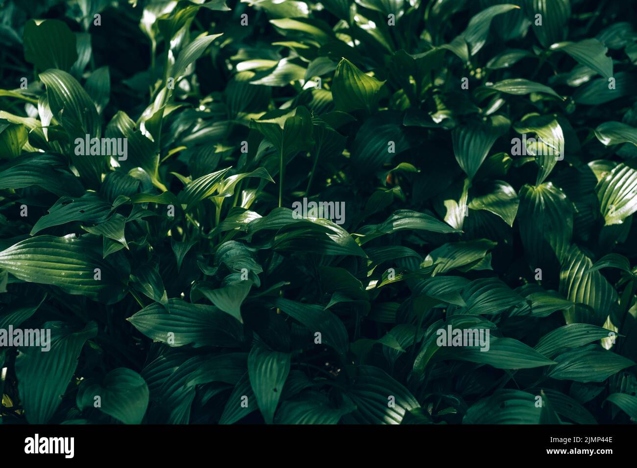 Beautiful green plants Stock Photo - Alamy