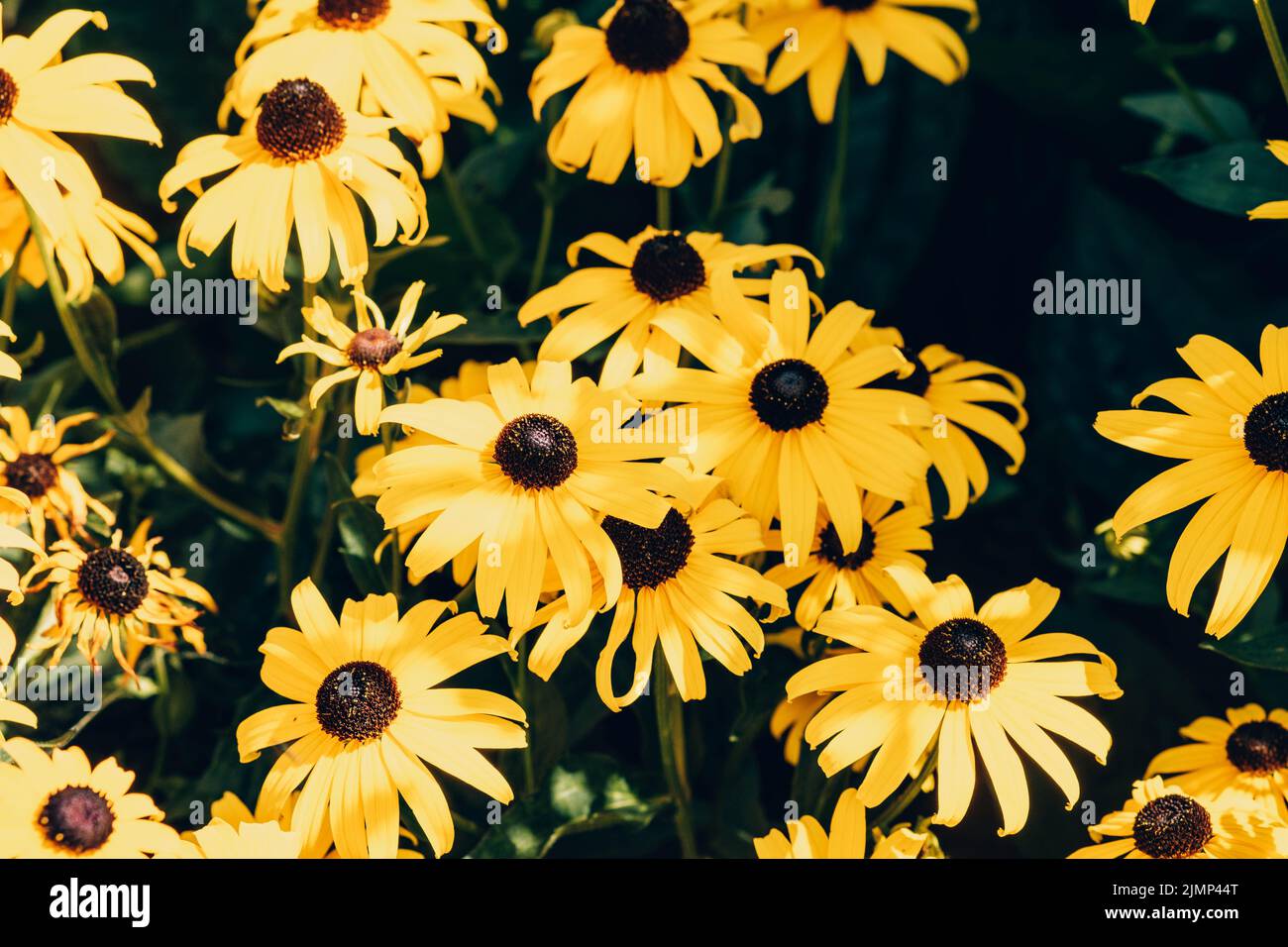 Echinacea paradoxa hi-res stock photography and images - Alamy