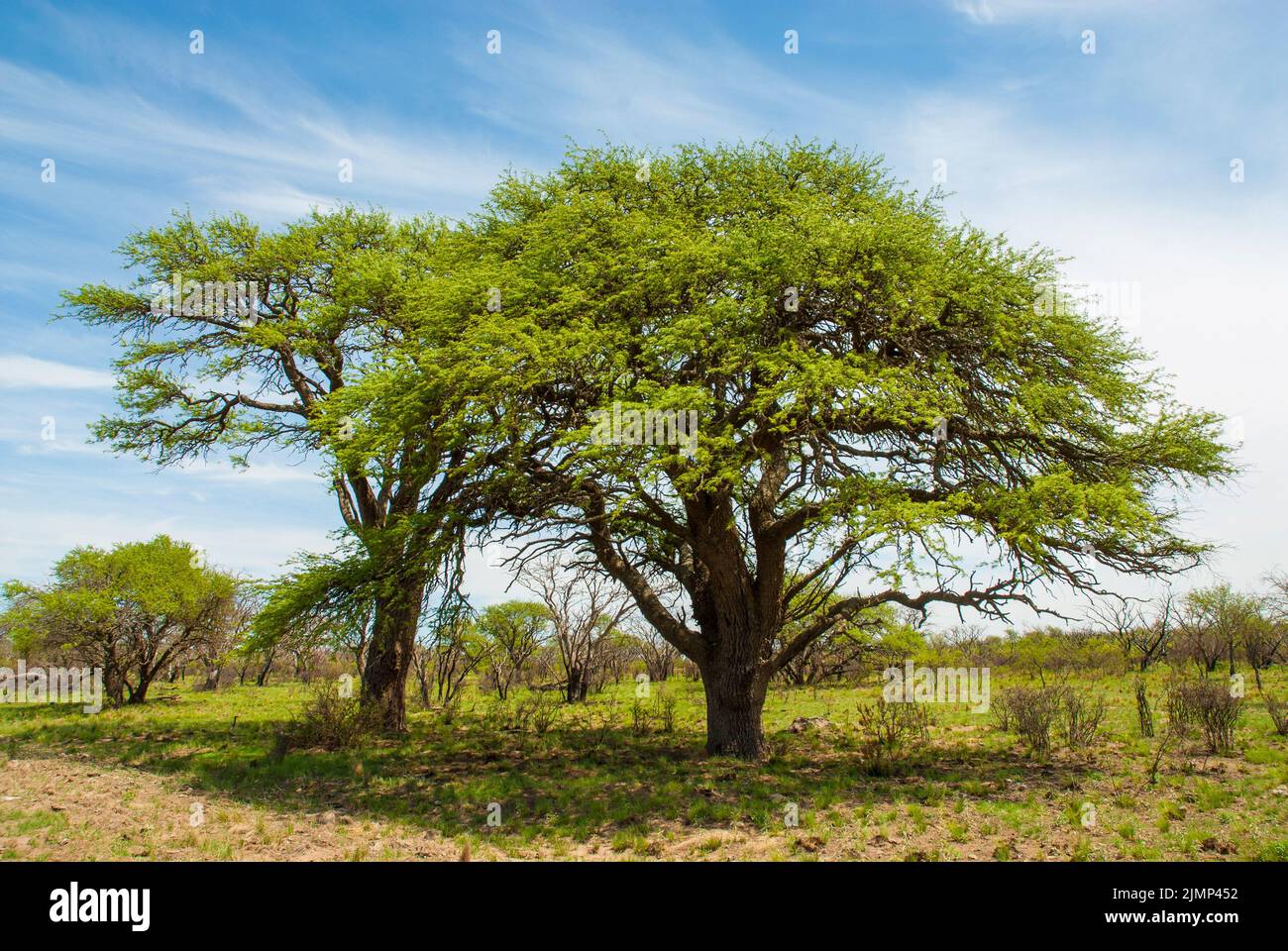 Calden, Prosopis Caldenia) in Pampas landscape, typical tree of the ...