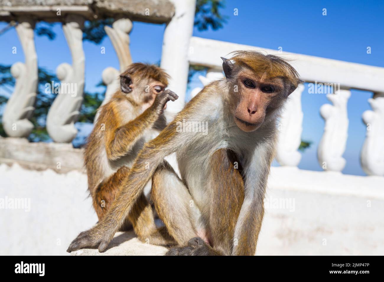 Monkey sunset hi-res stock photography and images - Alamy