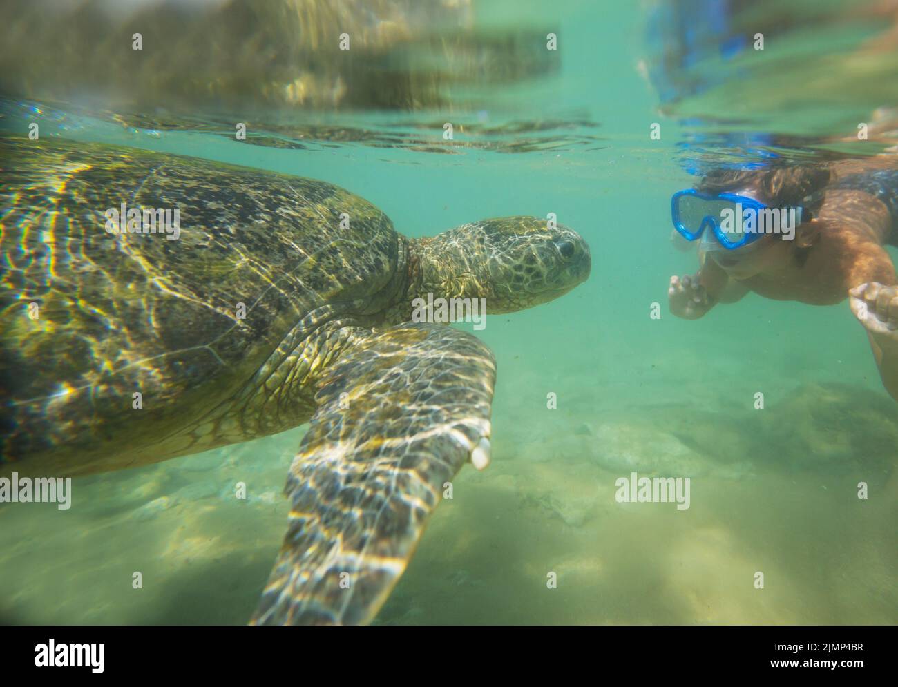 Turtle and boy Stock Photo - Alamy