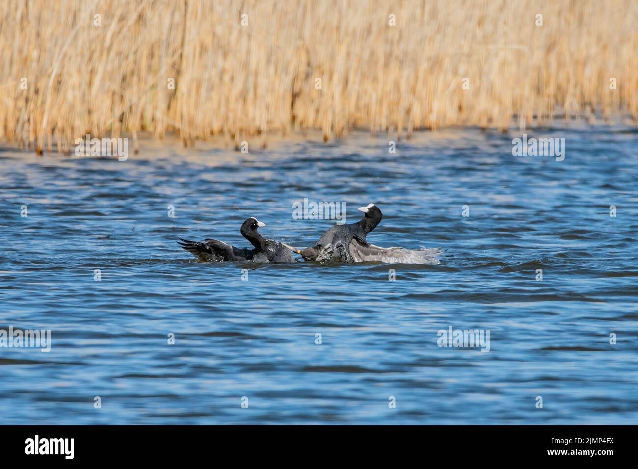Upper beak ridge hi-res stock photography and images - Alamy
