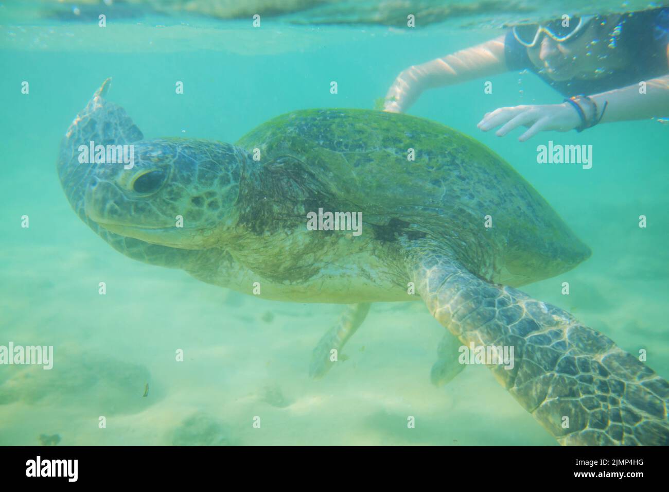 Turtle boy hi-res stock photography and images - Alamy