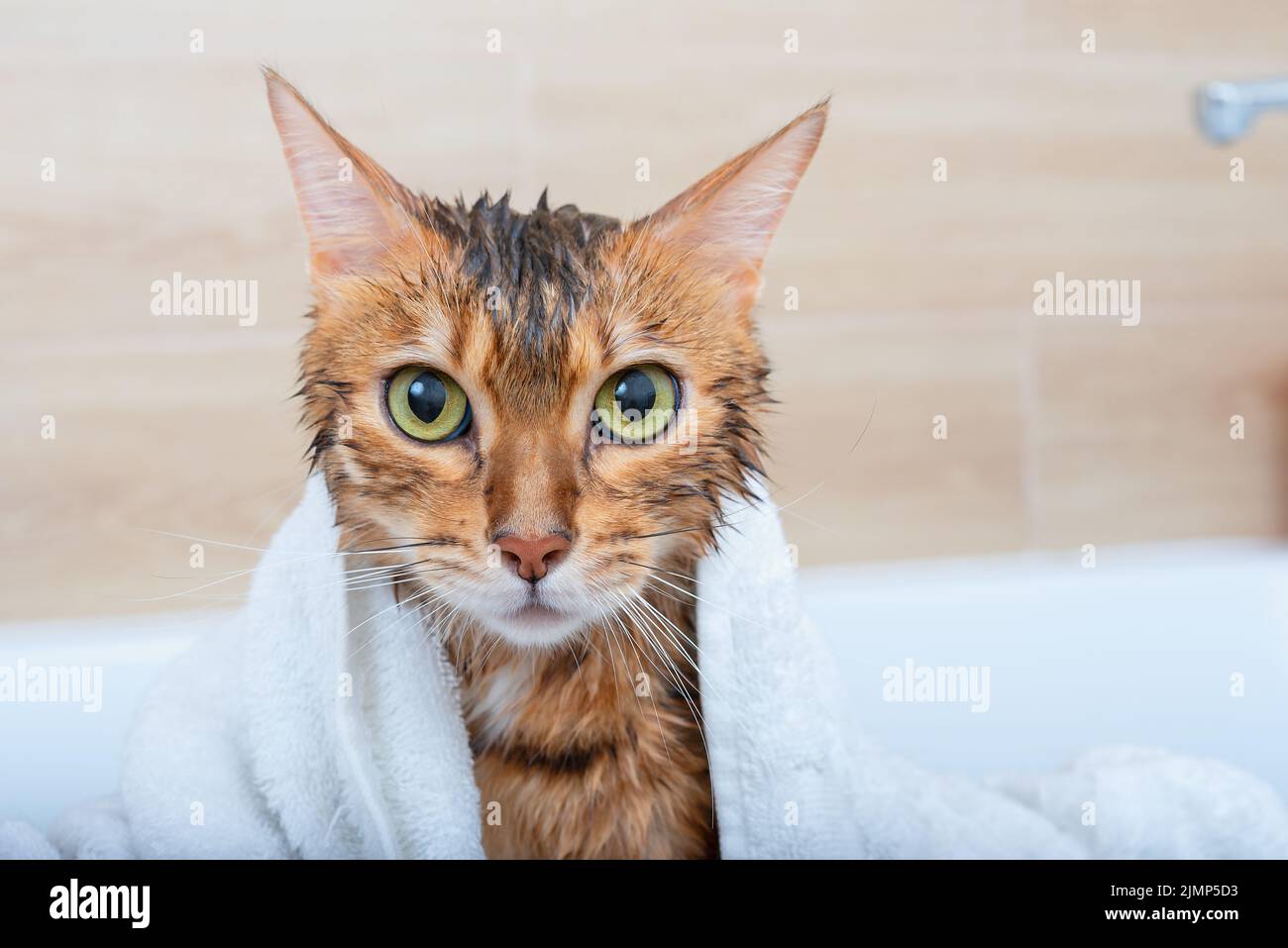 Shoulders draped hi-res stock photography and images - Alamy