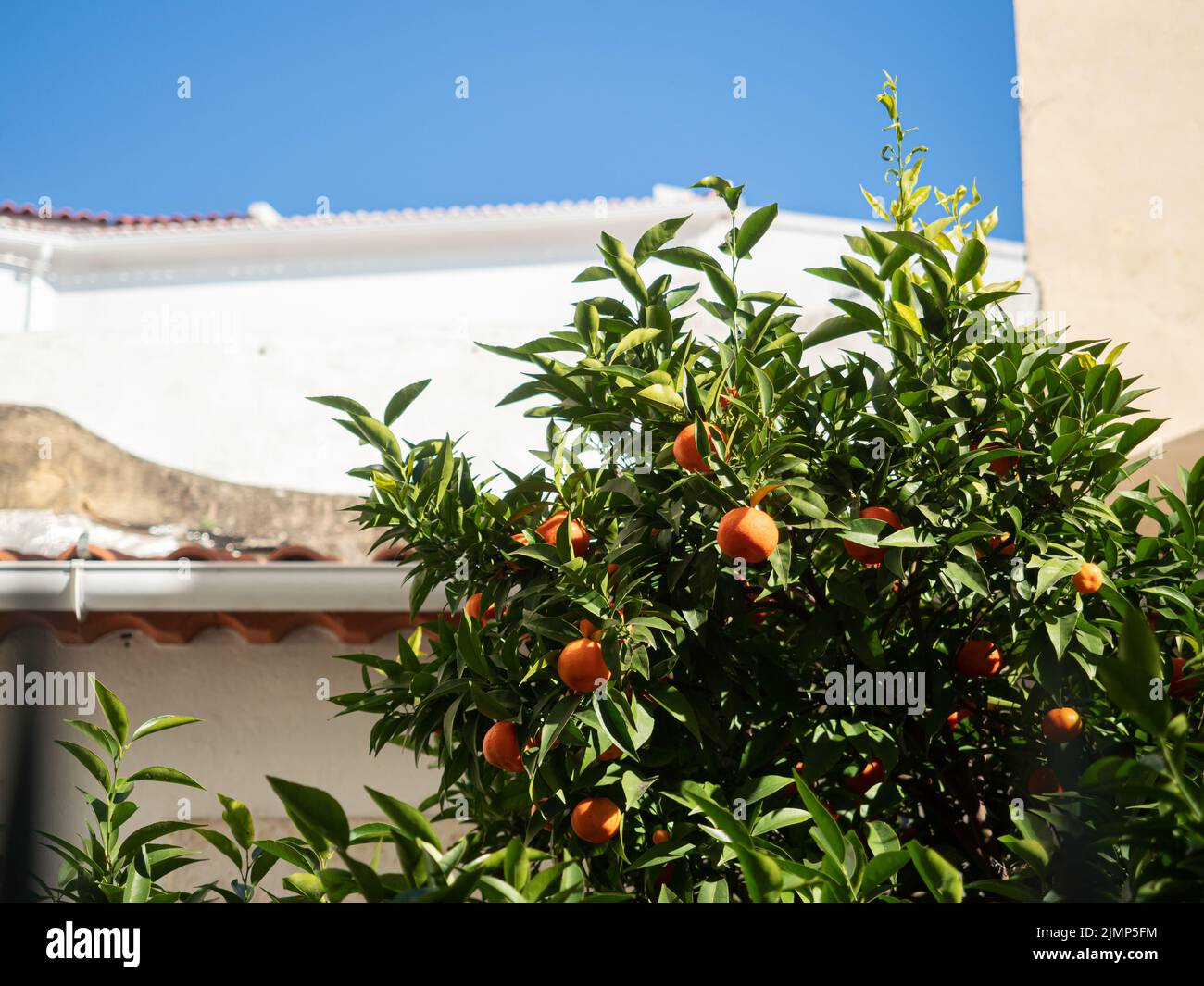 Orange citrus tree in Lisbon Stock Photo - Alamy